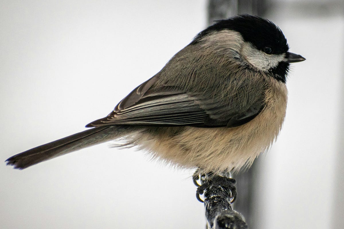 Echoes of “Silent Spring”: How the Wood Pellet Industry Will Silence ...