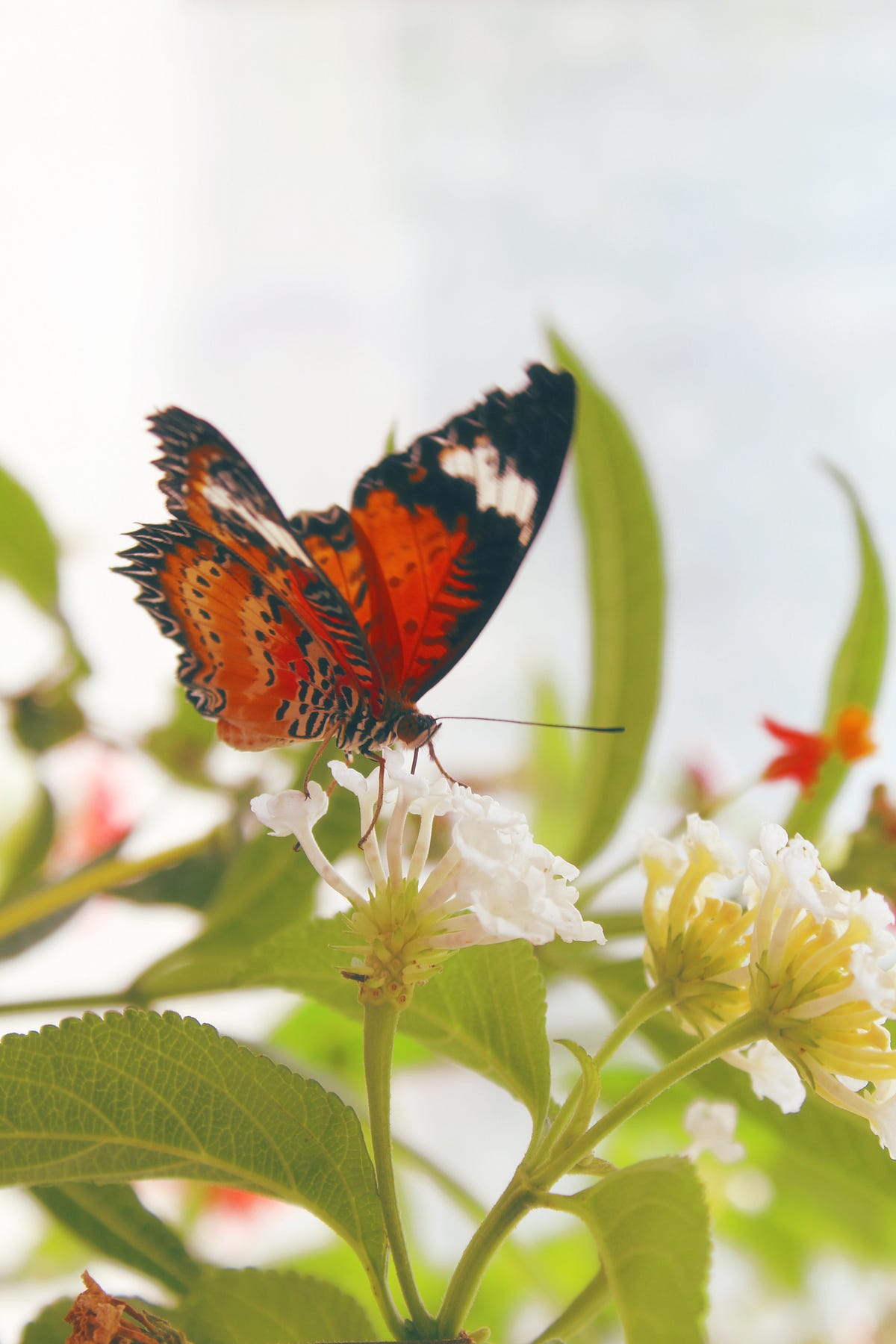Take Time To Notice Things That You Find Beautiful - Vidya Sury ...
