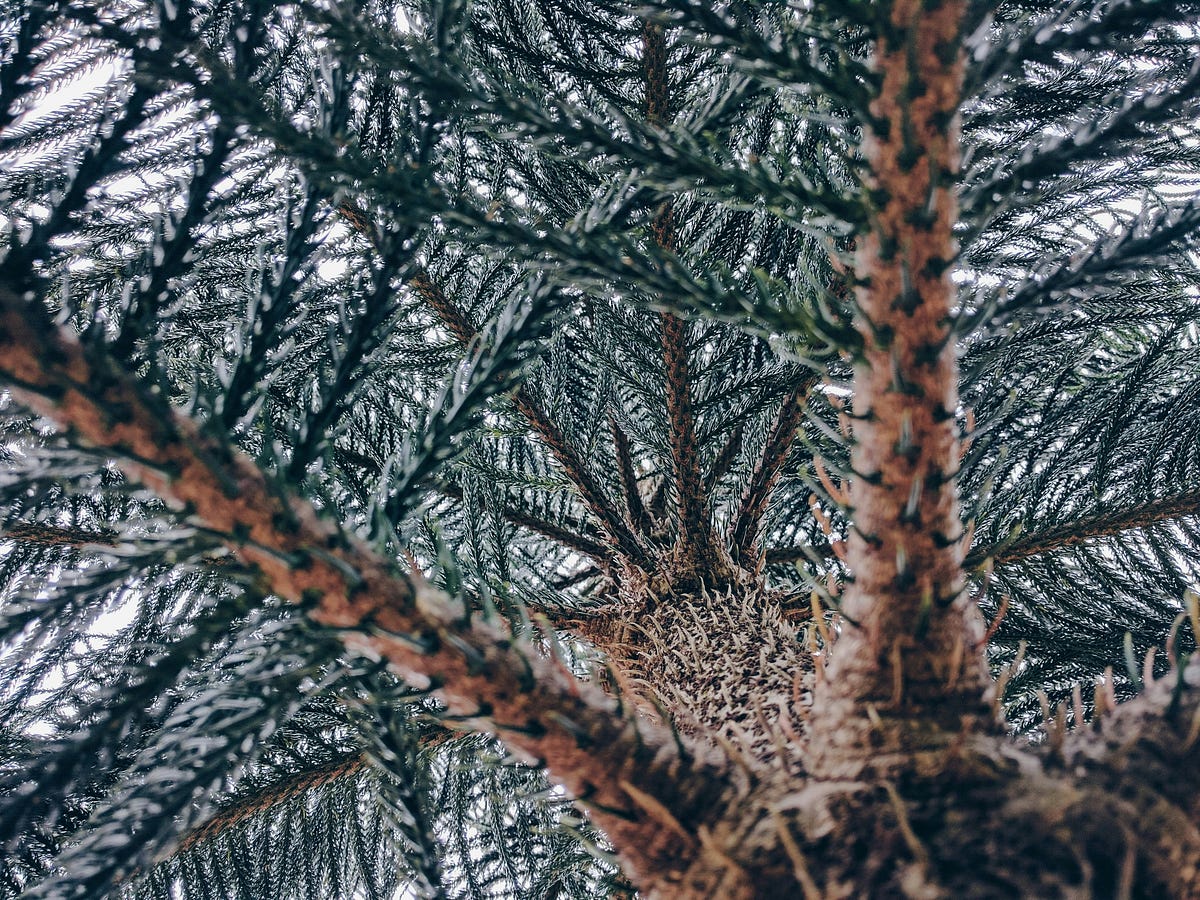 .NET 10 Request Timeouts in ASP.NET Core: The 2-Line Fix to Stop p99 ...