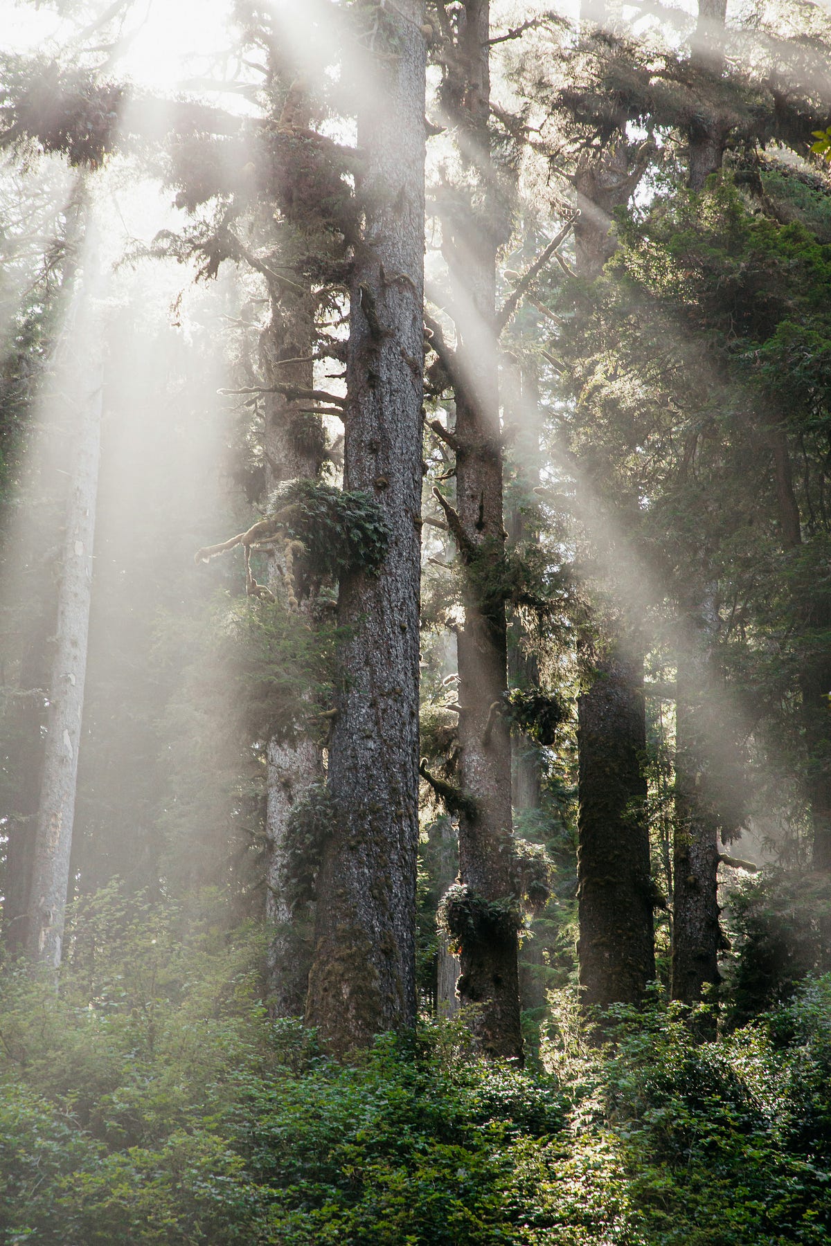 The One Thing I Cannot Forgive. My Love for Nature — Interrupted by ...