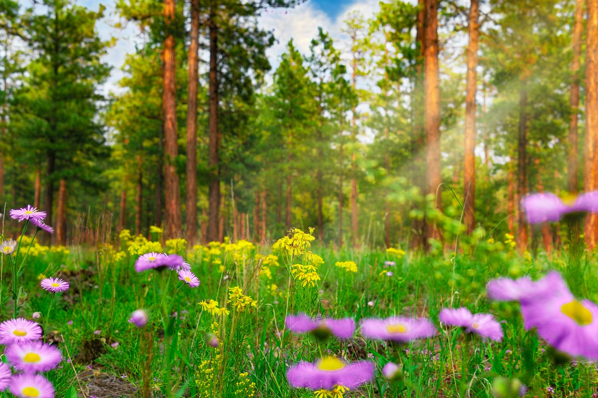The Call of the Great Forest: An Invitation to Mystery Step into a ...