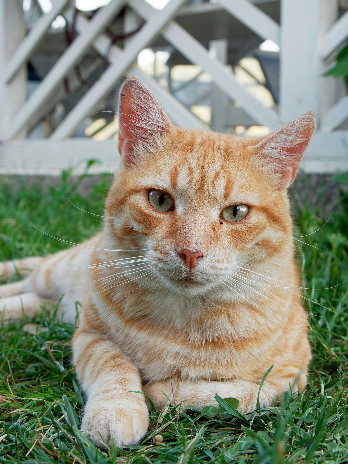 My Neighbourhood Cats-Part 2. Cats are cute, but things start to… | by Swaroopa Naik | Introvert ...