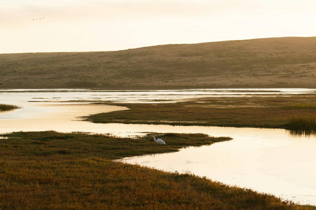 Wetland science. Wetland science is an interdisciplinary… | by Aji John ...