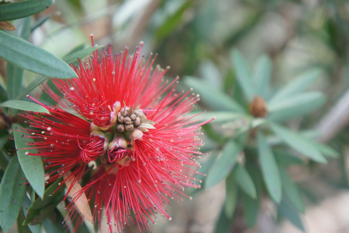 Evaluation of Micronutrients in Medicinal Plant, Callistemon bottlebrush. (Part-2) | by Aliya 📚🖊 ...