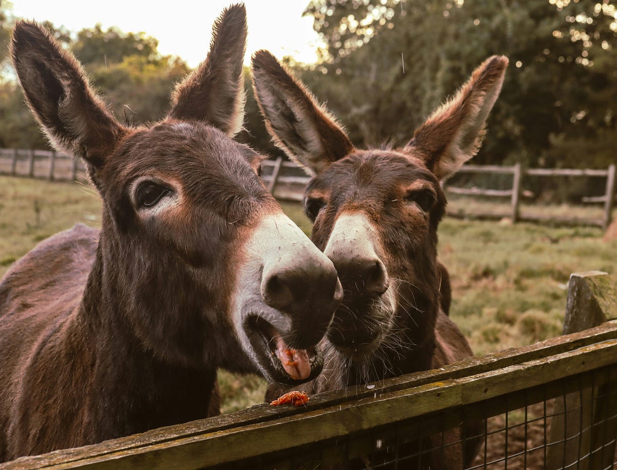 HHH Why You Should NEVER Drink Donkey Milk (Unless You Want Drama with ...