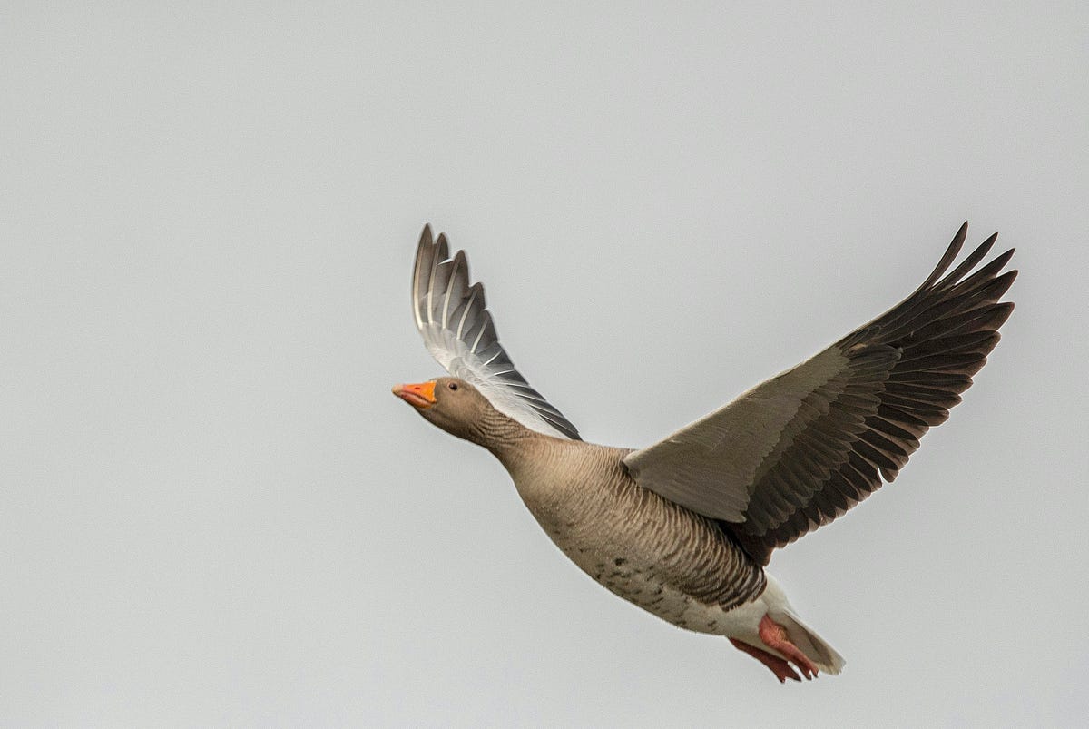 Even the Grey Goose is Irreplaceable | by Victoria Marty | Write A ...