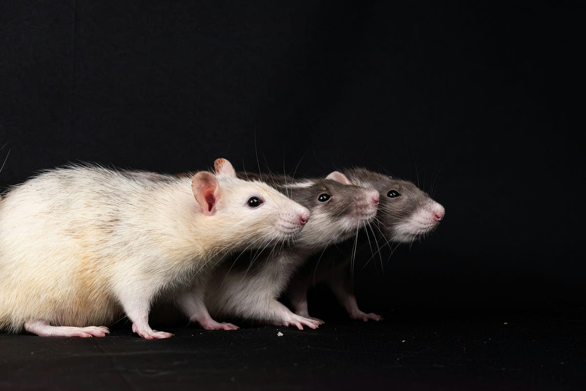 Why Do We Agree to Be Rats in the Rat Race? | by Chris Burcher | Medium