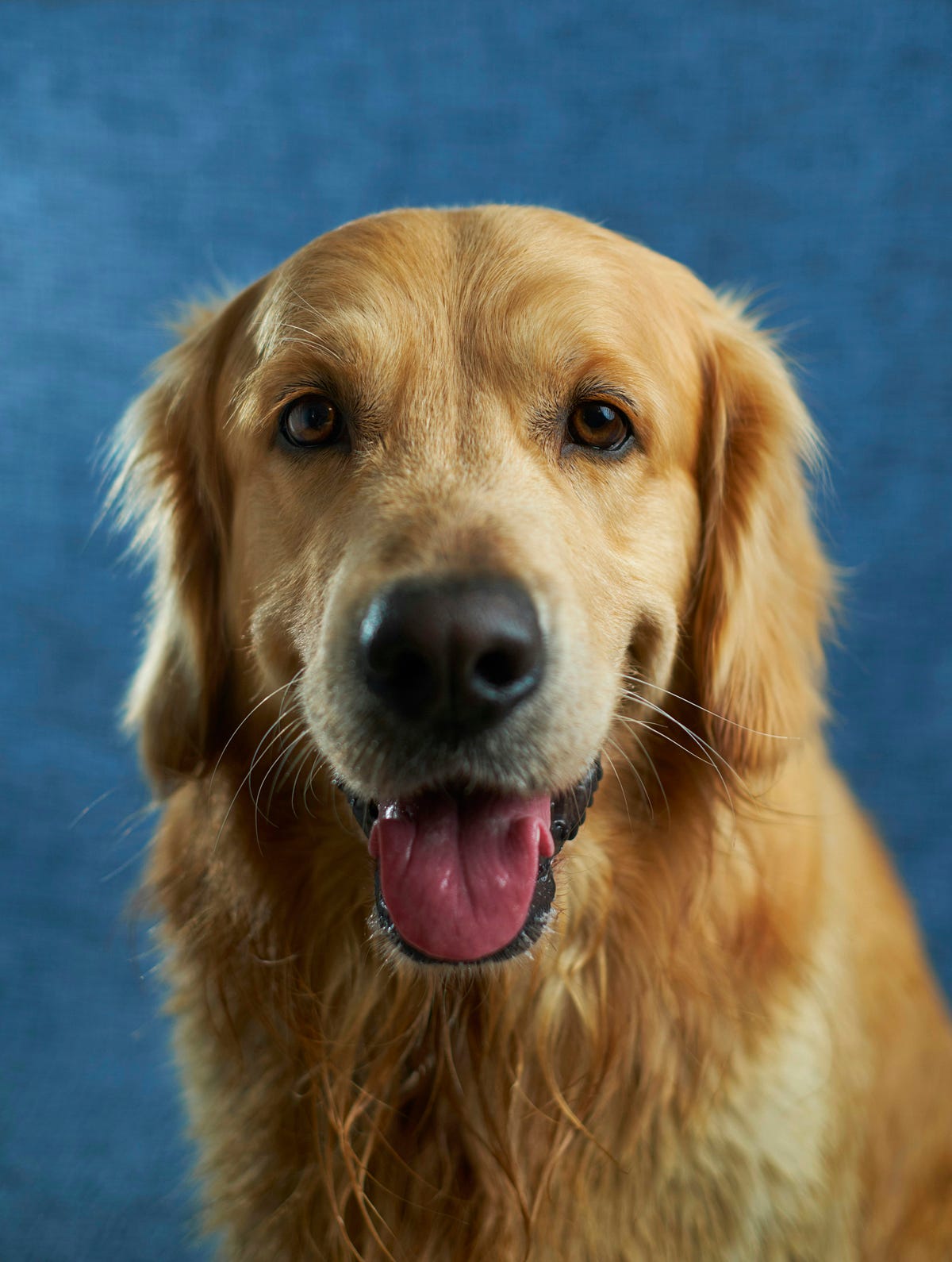 Unleash Your Inner Golden Retriever | by Gabriel Bertrand | The Haven ...