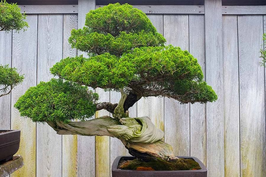 Exploring How Big Bonsai Trees Can Get | by Mariya Kanegi | Medium