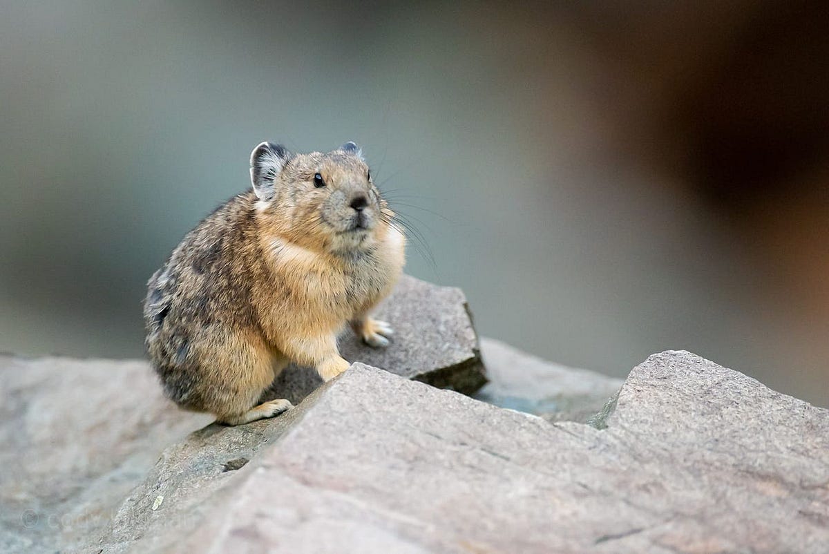 The American pika faces a gloom future without federal protection | by ...
