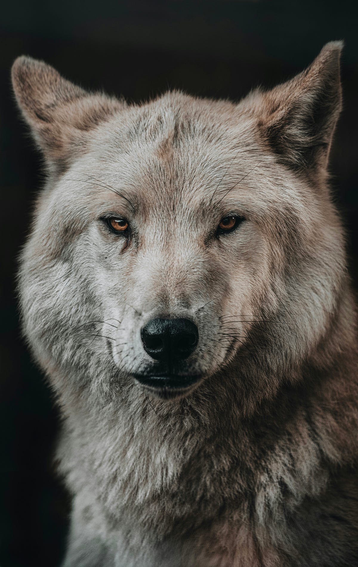 The Wolf and The Woman. It’s time to acknowledge the power of… | by AJ ...