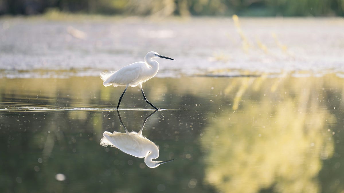 Echoes of Life’s Unanswered Questions | by Anna Quest | Readers Club | Jun, 2025 | Medium