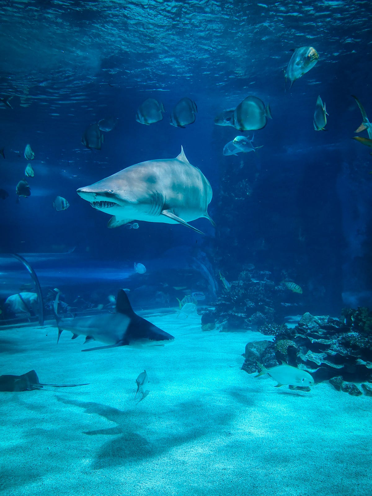 Dining Under the Sea at Disney World’s Coral Reef Restaurant | by C Sincere | Apr, 2025 | Medium