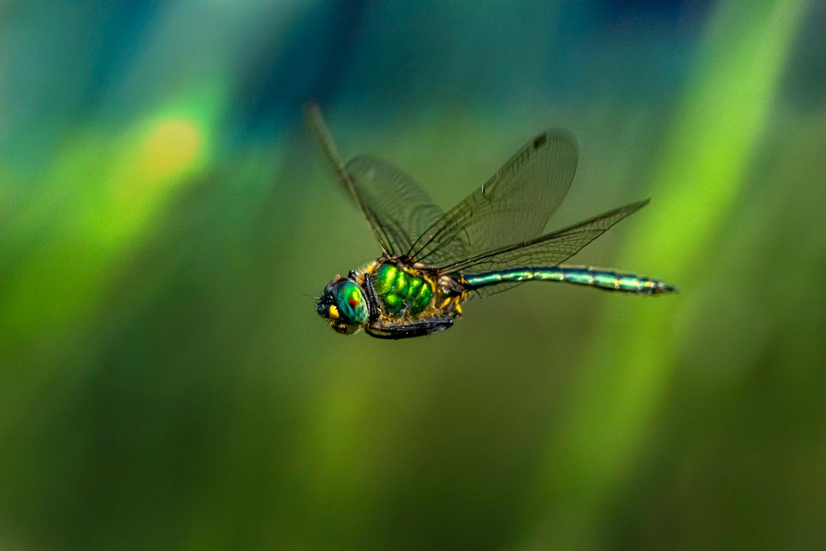 How One Dragonfly Affected My Life | by Lynn L. Alexander | the ...