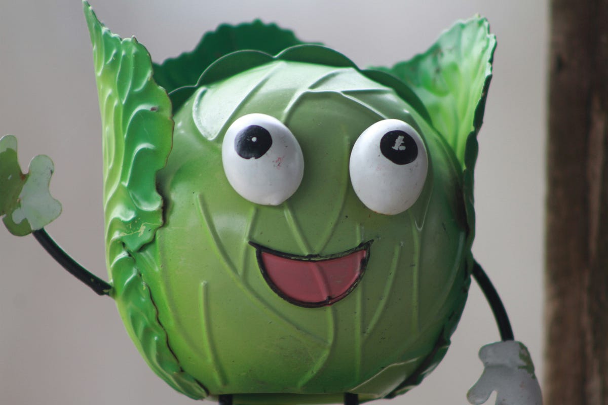 Proof I’m Not As Green As I May Be Cabbage-Looking | by Maria Rattray ...