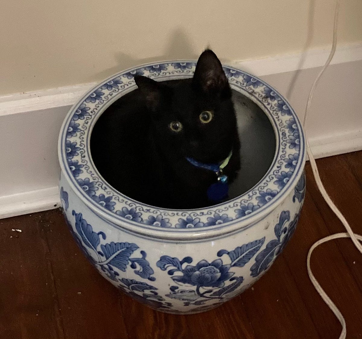 Cat Poems. Jeremy Says Meow | by Withered Stumps of Time | Medium