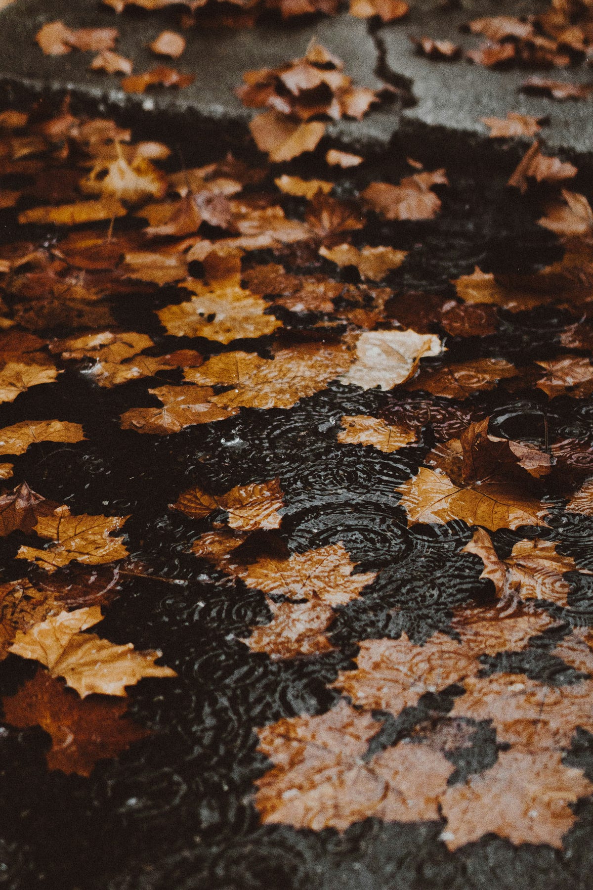 August Rains like Shields. That was what my heart was looking for! | by Swati Sarangi ...