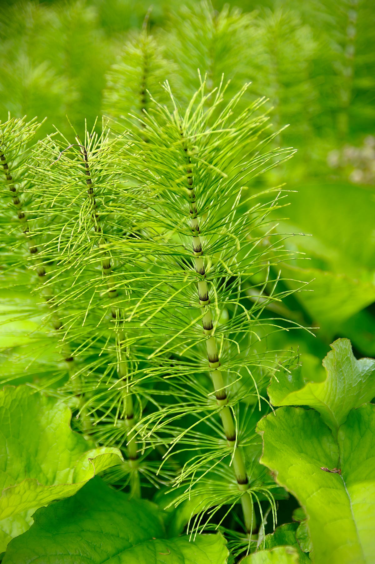 Plant of the Week: Horsetail (Equisetum arvense; Equisetum spp.) | by ...