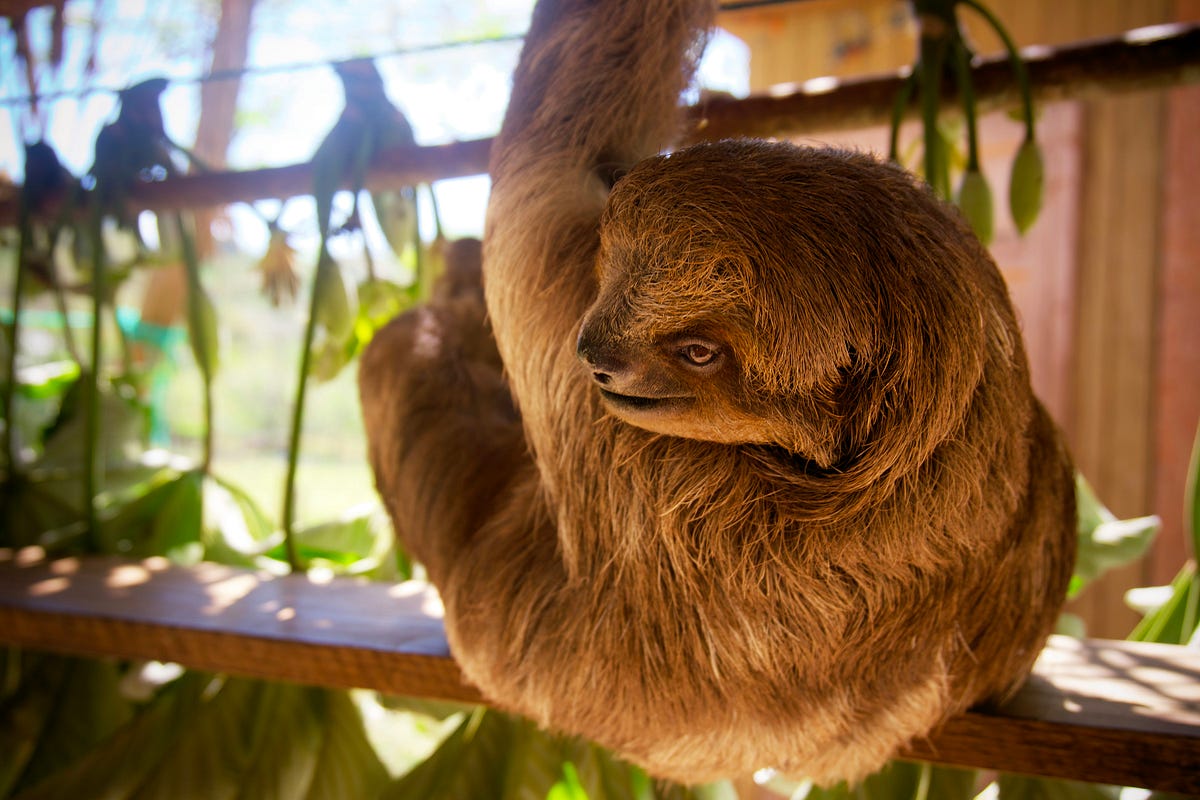Why You Shouldn’t Worry About Being a Slow Writer | by Simmy | The ...