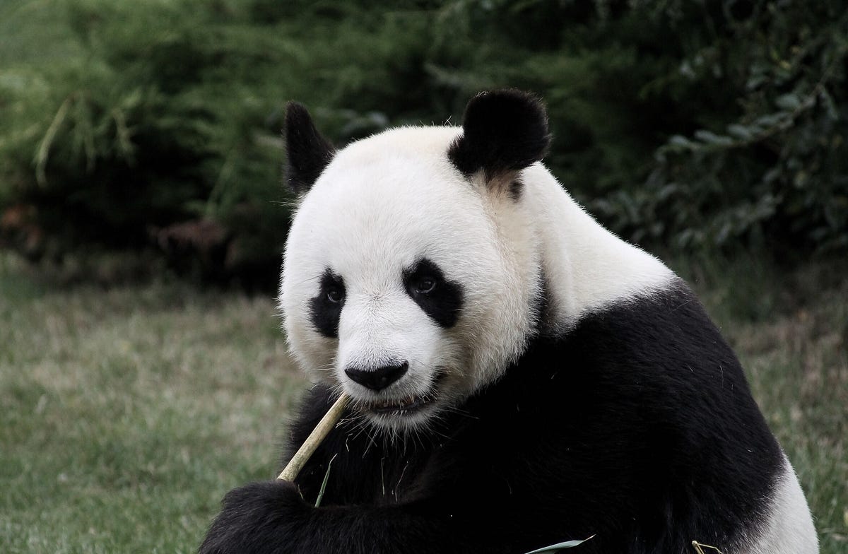 Matching Multiple Regex Patterns In Pandas By Tim Oltman Medium 6270