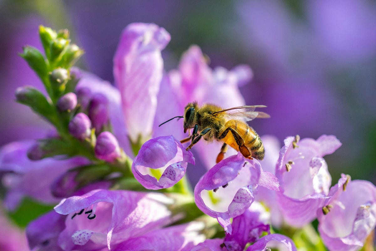 On Looking Deep into Nature to Understand Everything Better | by ...