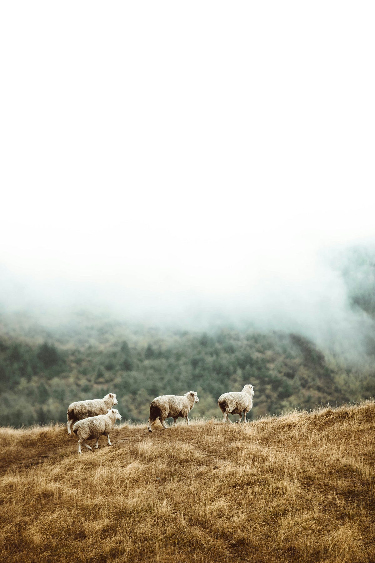 War, Fairies, and the Stove. A Childhood Story | by Adem Deniz Garic ...