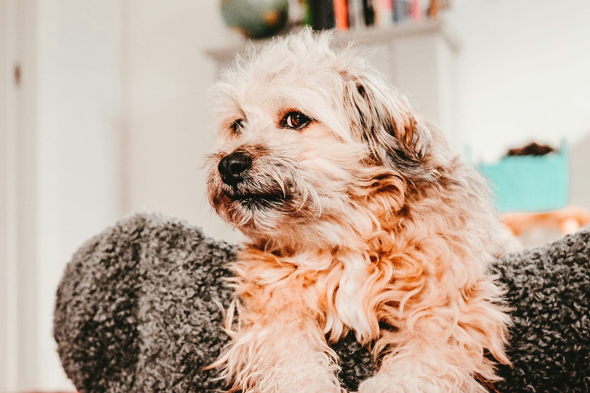 Adopting Baxter. In 2009, I adopted a scruffy-haired… | by Sarah Tagert ...