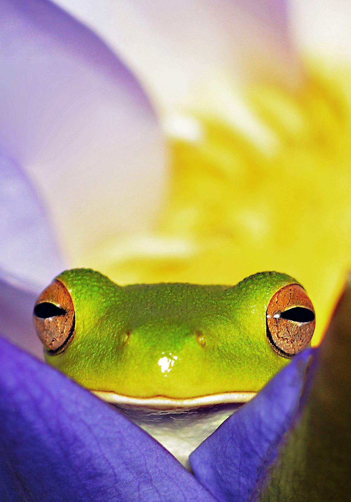 Groggy Froggy - Cindy Ly - Medium