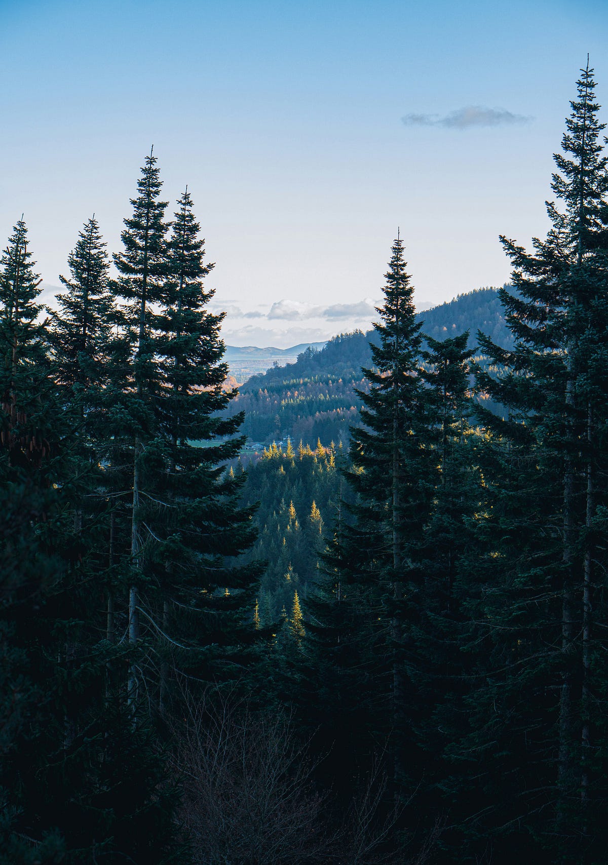 **Title: All You Need to Know to See the Woods from the Trees: A Deep ...
