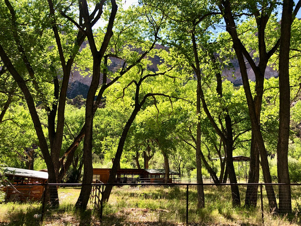 Exploring the Wyoming State Tree: | by C. L. Beard | Weeds ...