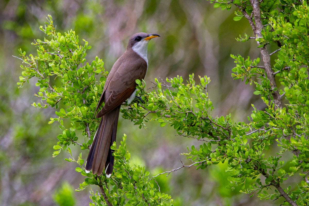 The long-tailed Cuckoo. In a forest, there lived a flock of… | by ...