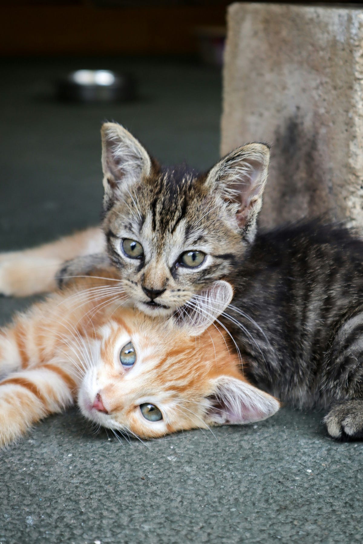 10 Animal Rescue Stories That’ll Restore Your Faith in Humanity | by ...