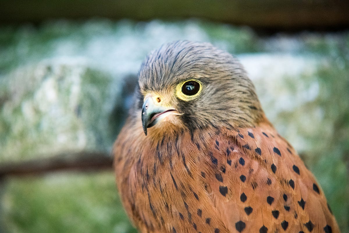 An Introduction to the Falcon Framework - Better Programming