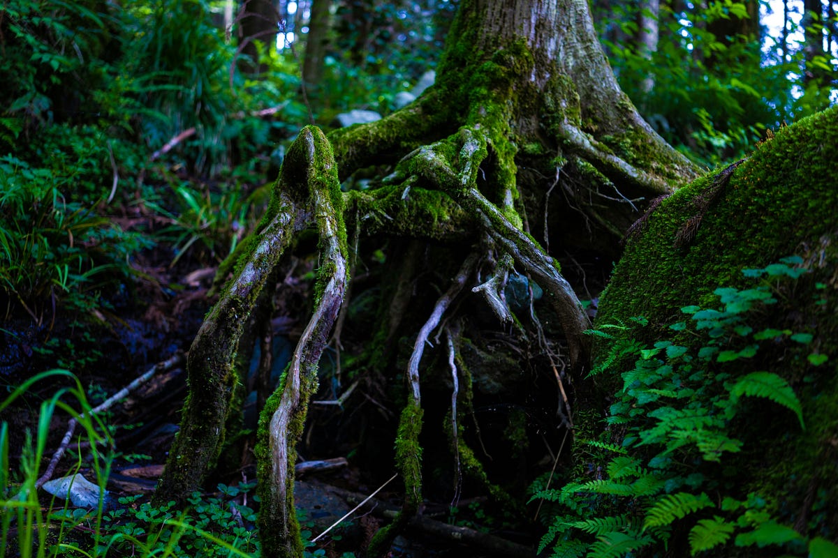 Eleanor’s Tree. A Story Every Day in 2024 Day 228… | by Rachel Deeming ...