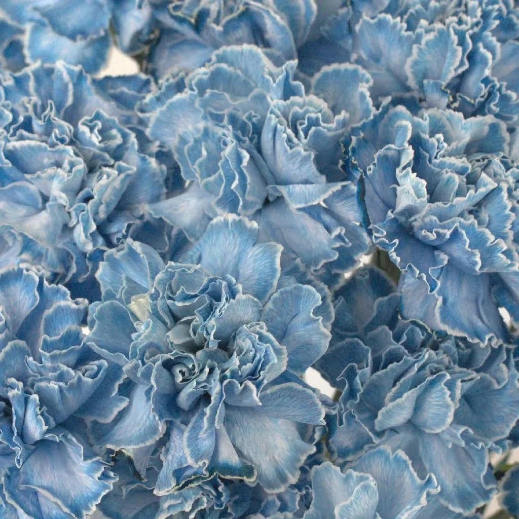 Blue Carnations | by Mark Kennedy | Aug, 2024 | Medium