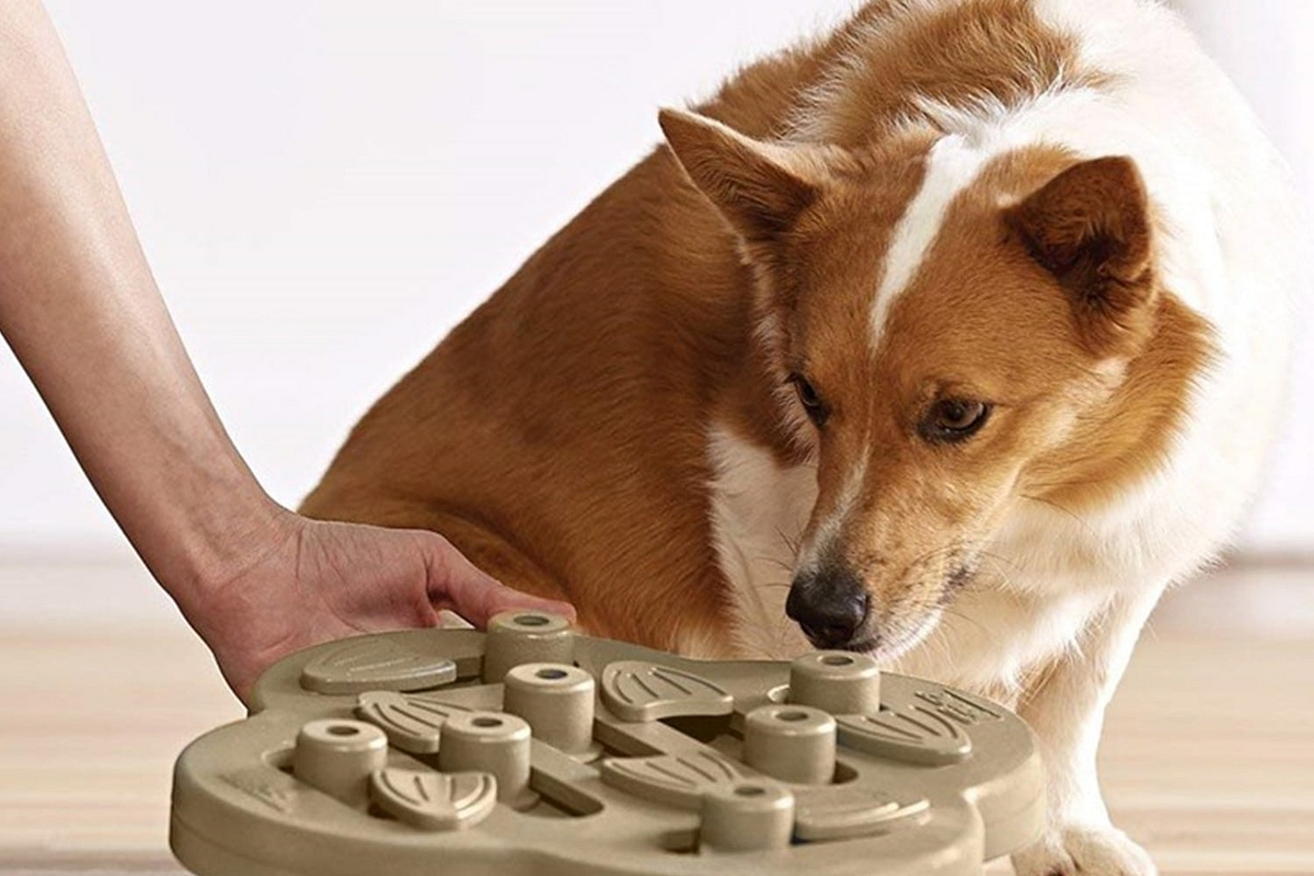 Unleash the Fun: PetSmart Interactive Dog Toys for Endless Playtime 🎾🐾 ...