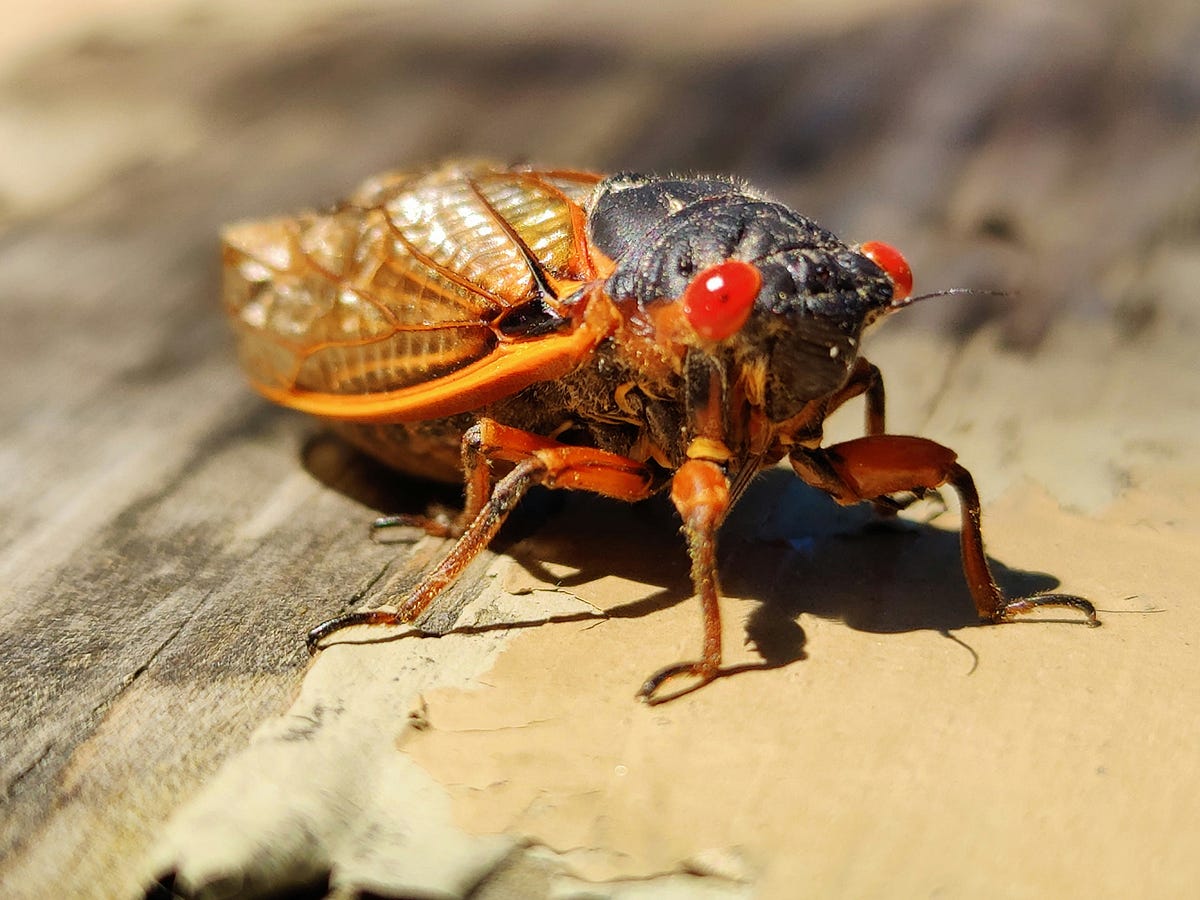 The Cicadas - Twisted Flash Fiction - Medium