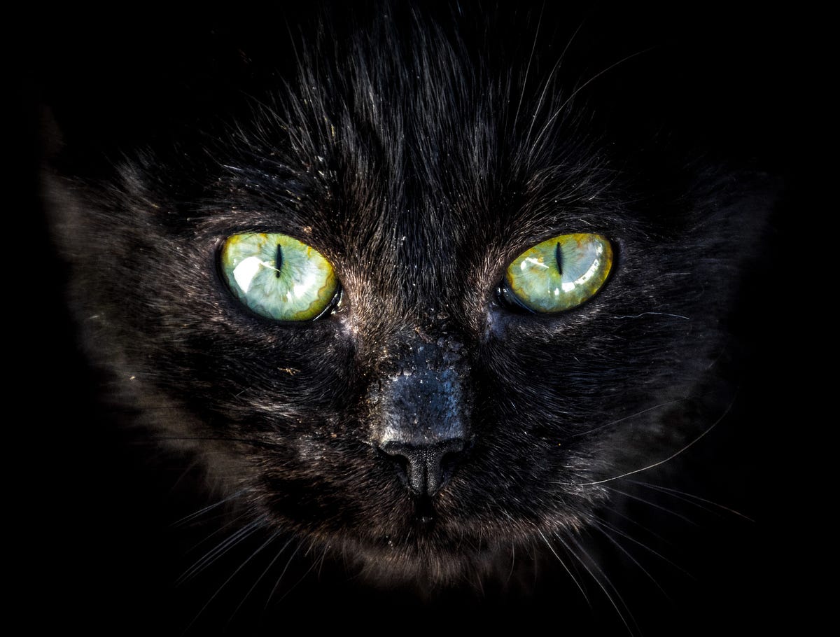 Unraveling the Secrets Behind Cat Vision (and Why They Still Can’t Find ...