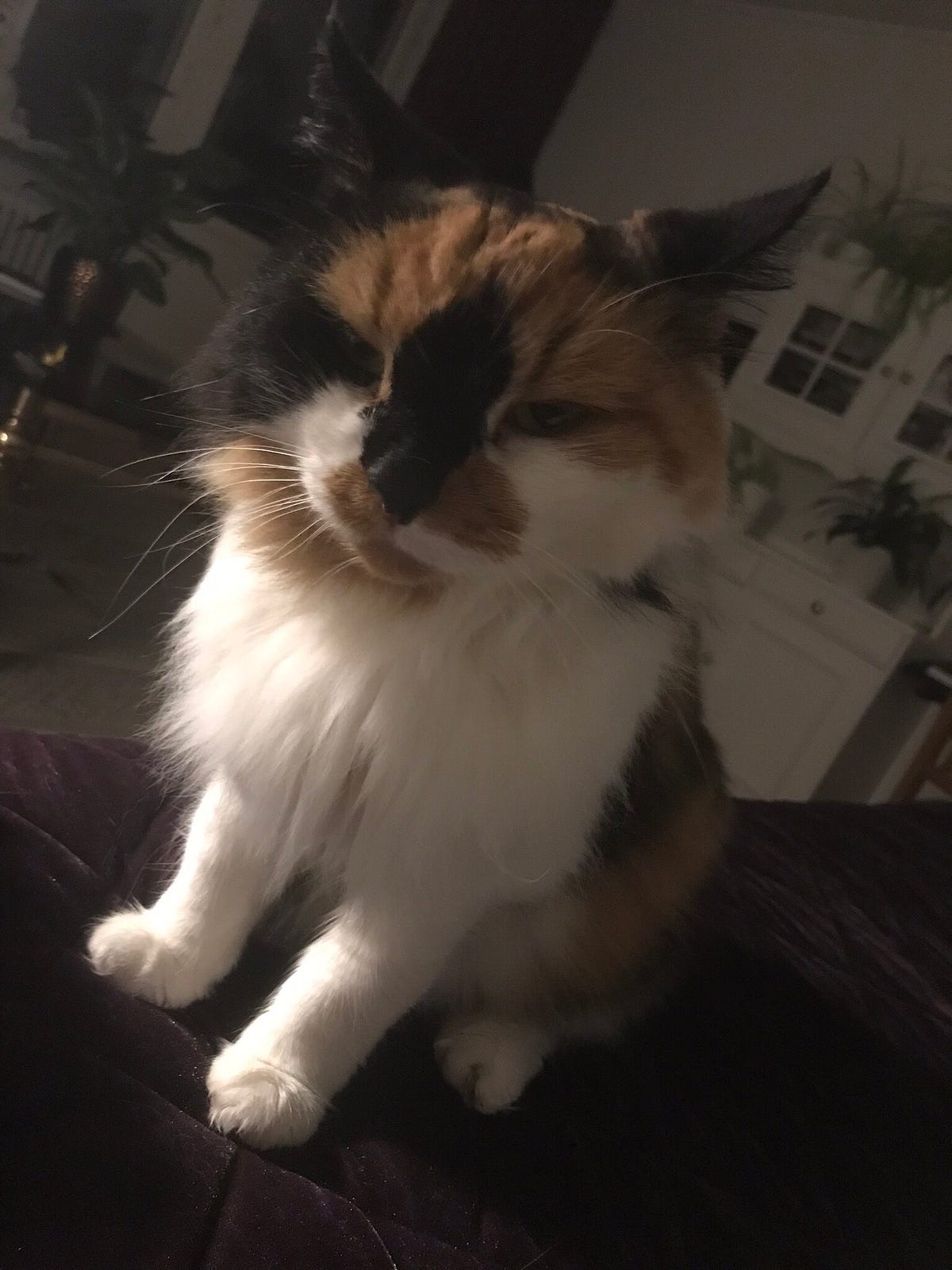 Susceptible Omniscience. Coming back to Canada after my… | by Sean ...