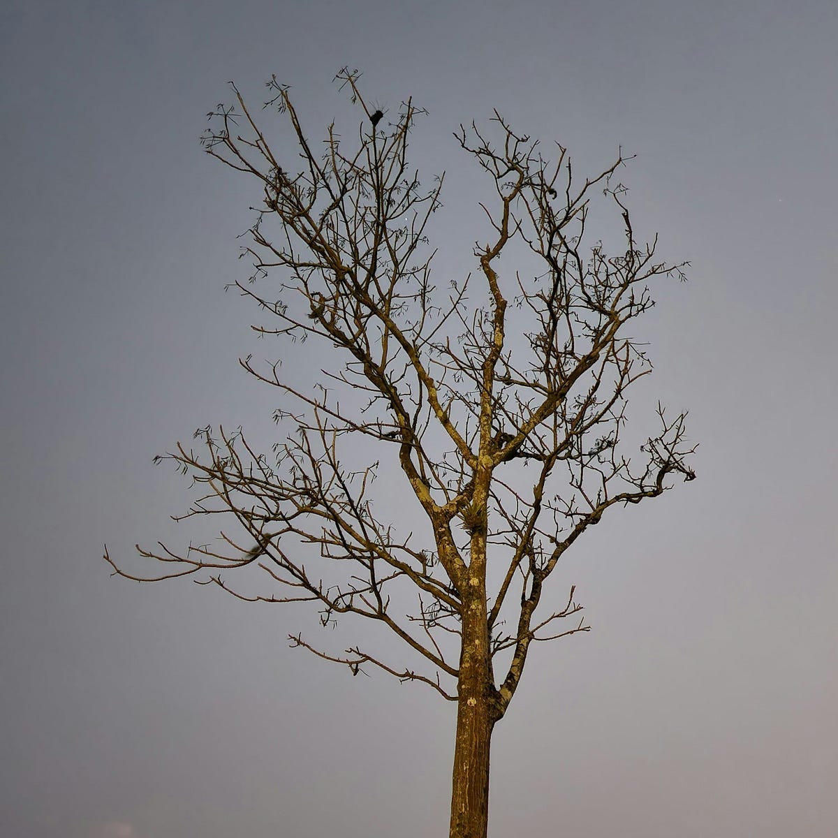 The Withered Tree: A Poem on Endurance and Time | by Metaphor and Muse ...