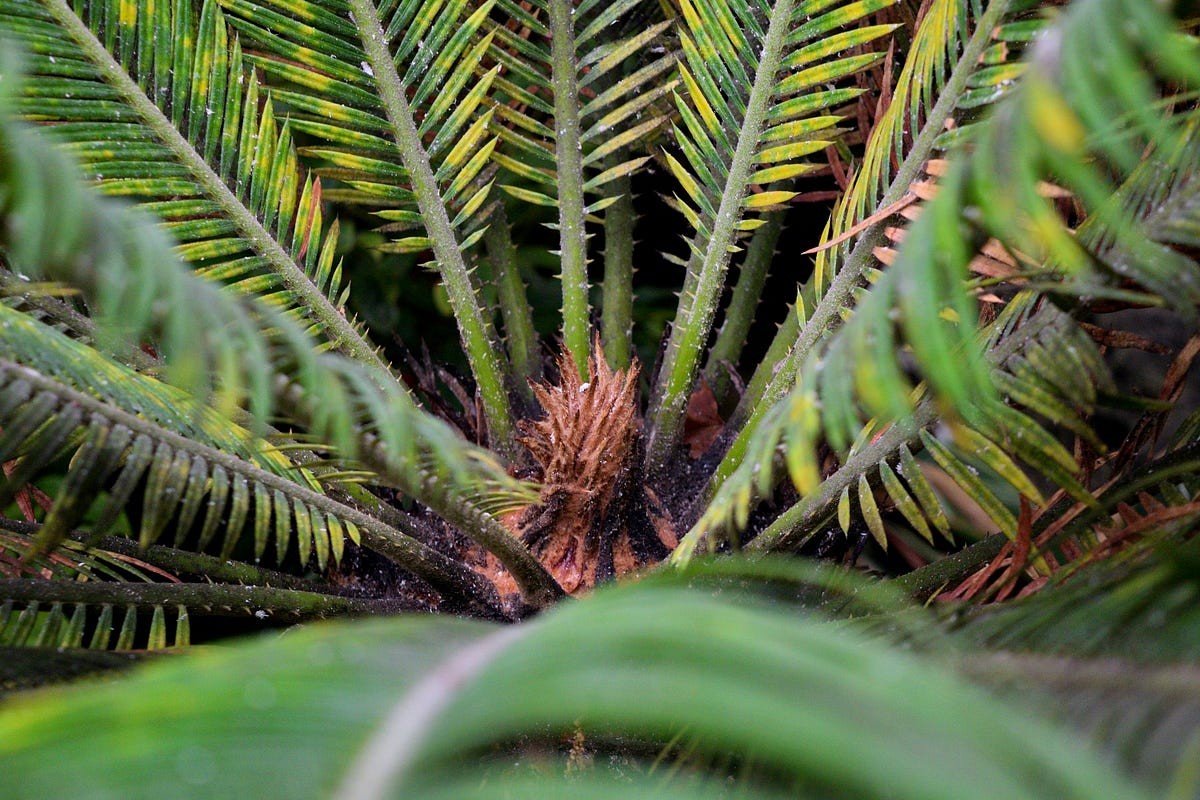 Paludiculture: Sustainable Farming on Peatlands | by Revian Alifino ...