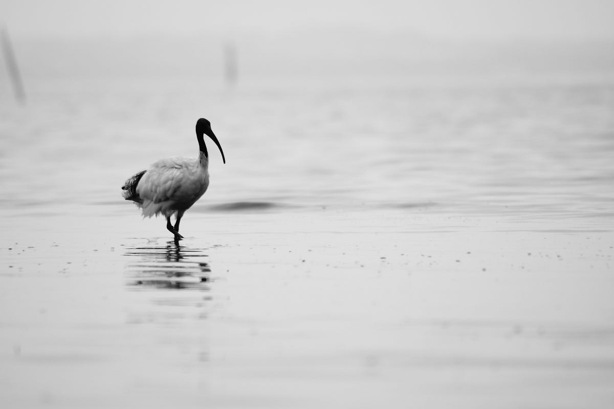 Ibis: A Python Data Analysis Framework for Development and Production ...