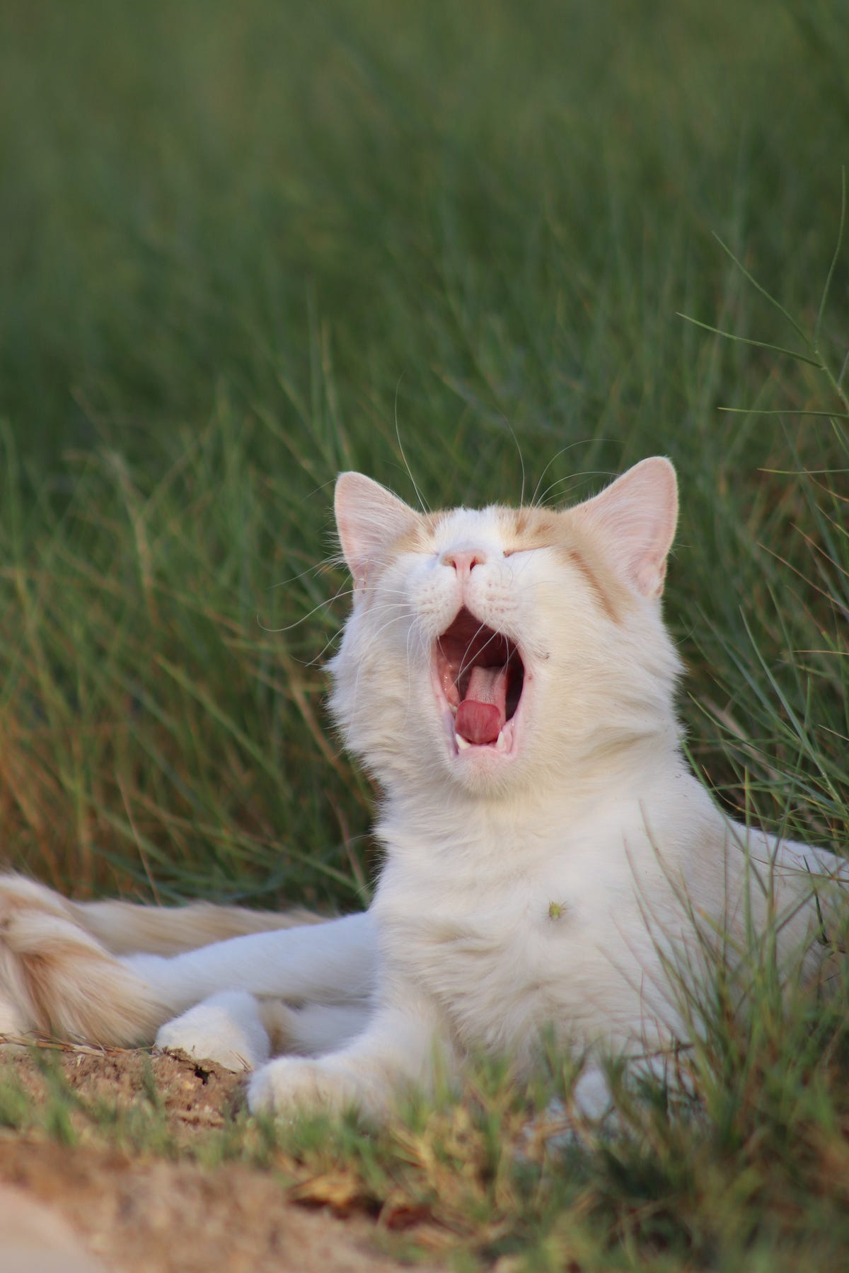 The Art of Cat-ting: Capturing the Essence of Feline Photography | by ...