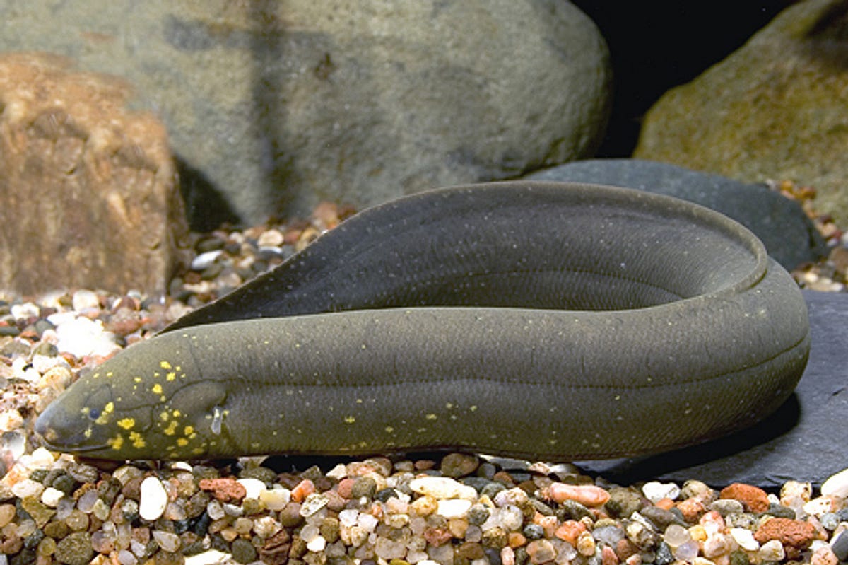 The giant genomes of lungfish. Their genomes are up to 30 times the ...