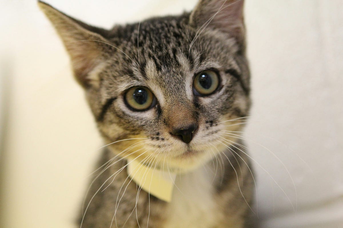 Getting started with NestJS (Series 01) | by Deepak Mandal | Dev Genius