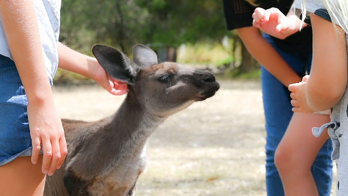 Wildlife Sanctuaries Offer Powerful Ways for Children to Engage with ...