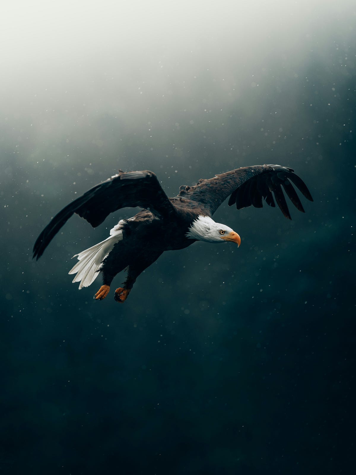nuučaan̓uɫ himwista — The Snail and the Eagle | by n̓aaswiḥčis Cat ...