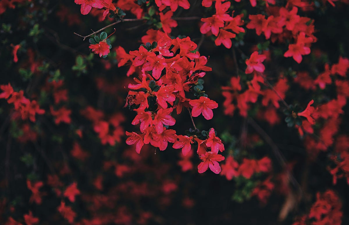 The Diverse Satisfaction. a poem | by Dr. Shamaima Irfan | The Honest ...