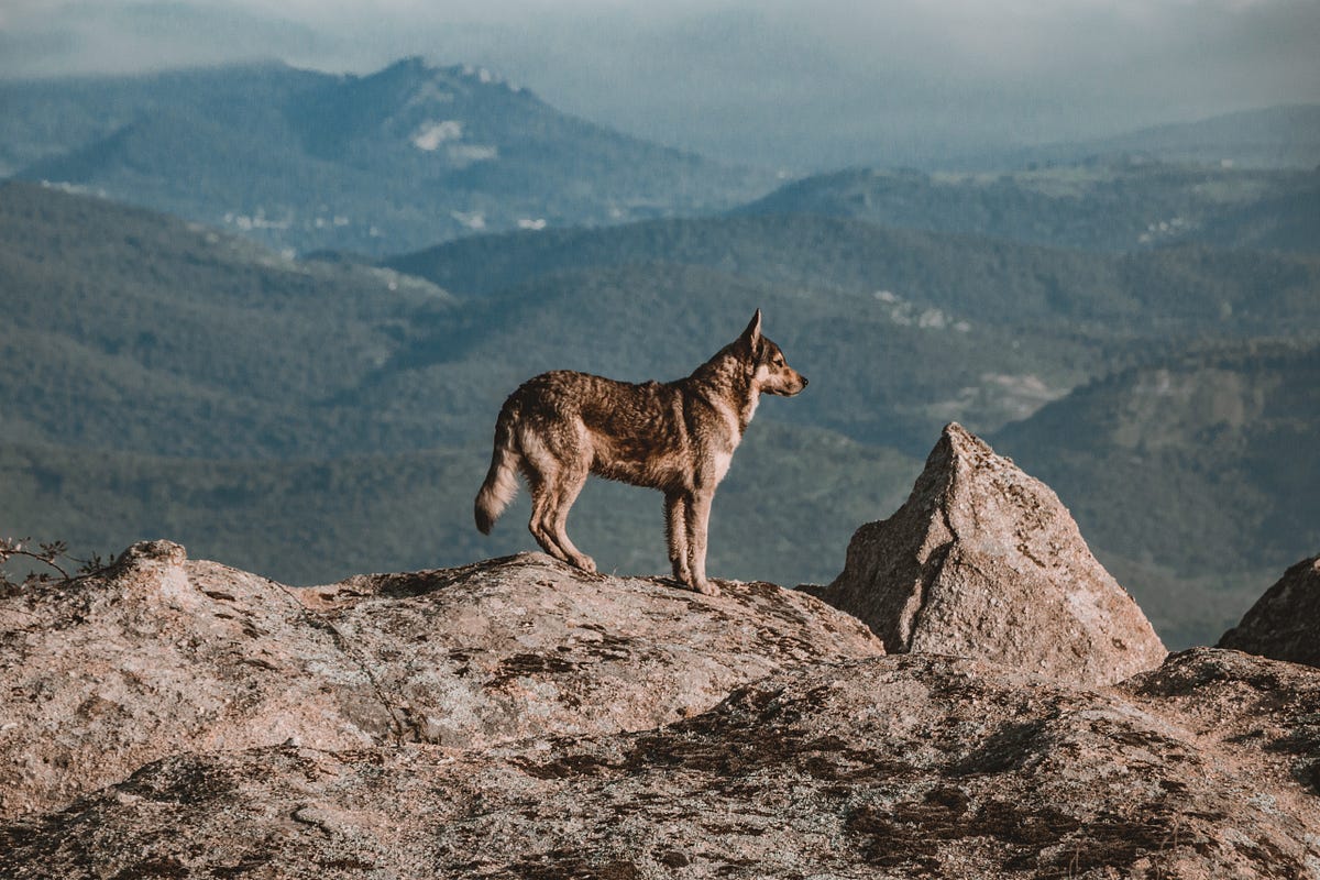 The Characters of a Lone Wolf — A Solitary person | by Esther | Medium