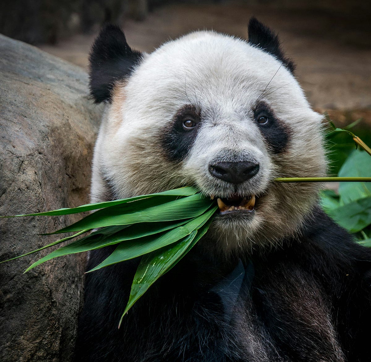Advanced Pandas: Optimizing DataFrames for Speed 🐼 | by Elshad Karimov ...